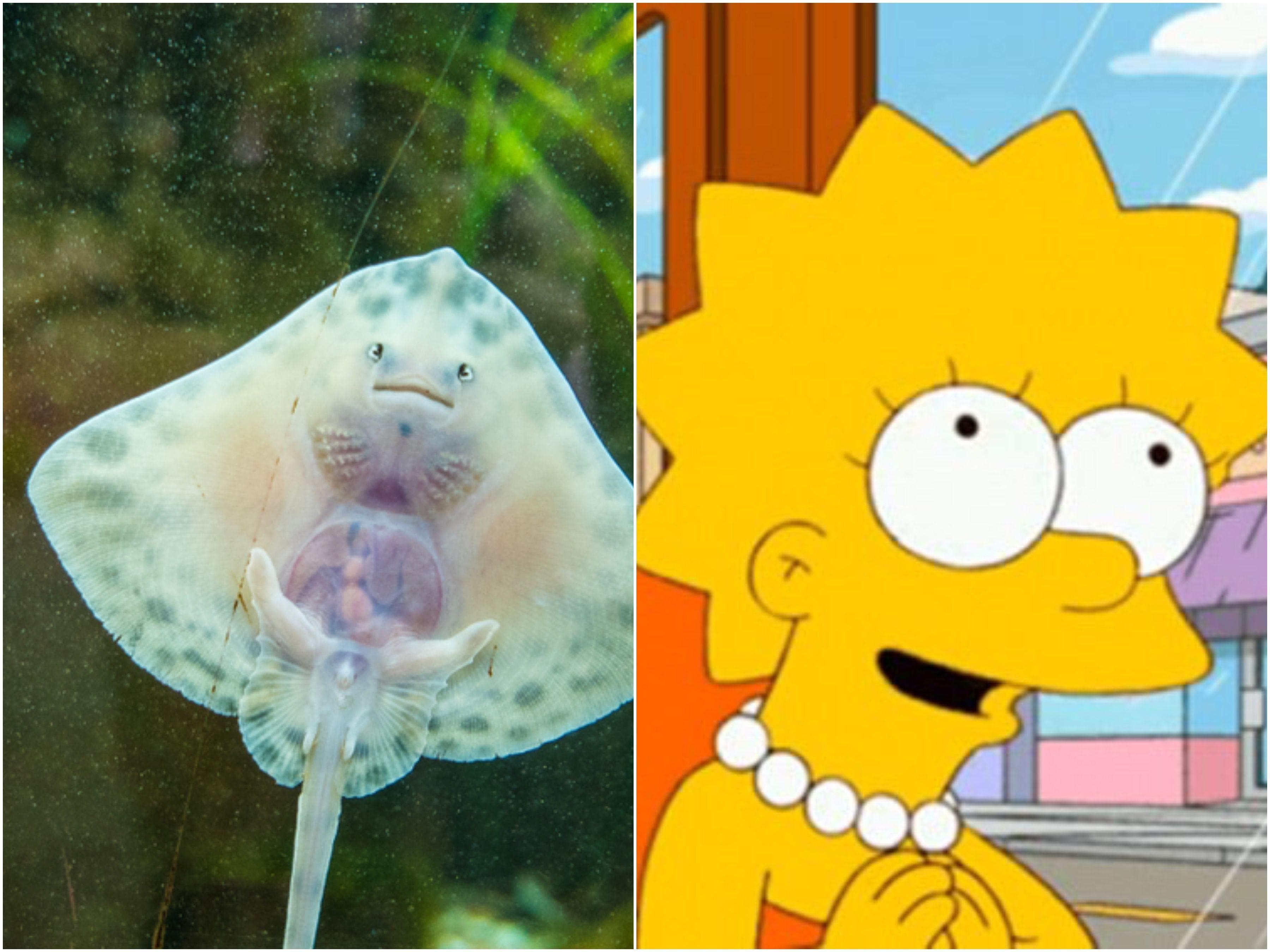 17 Sea Creatures That Totally Look Like Cartoon Characters