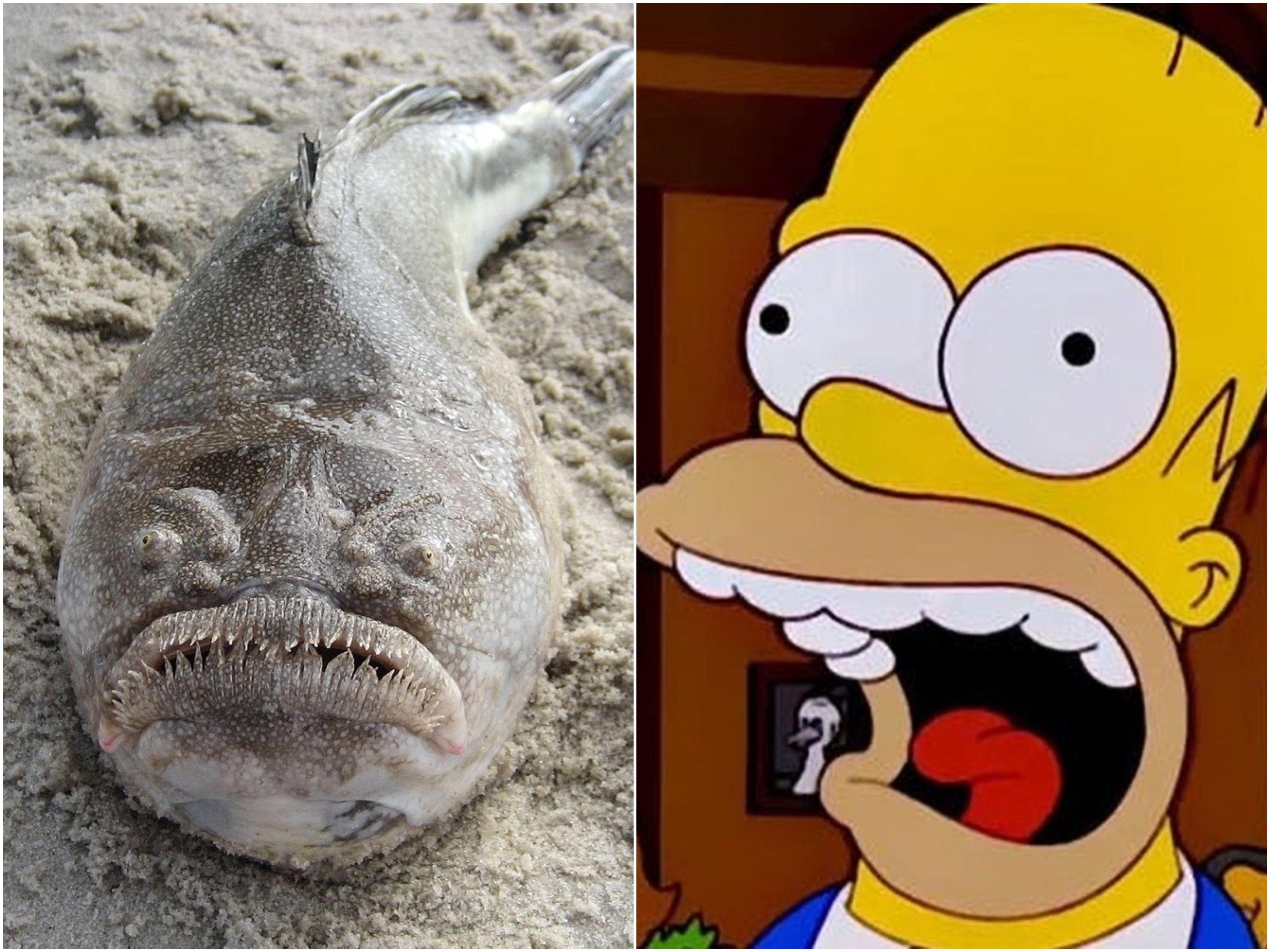 17 Sea Creatures That Totally Look Like Cartoon Characters