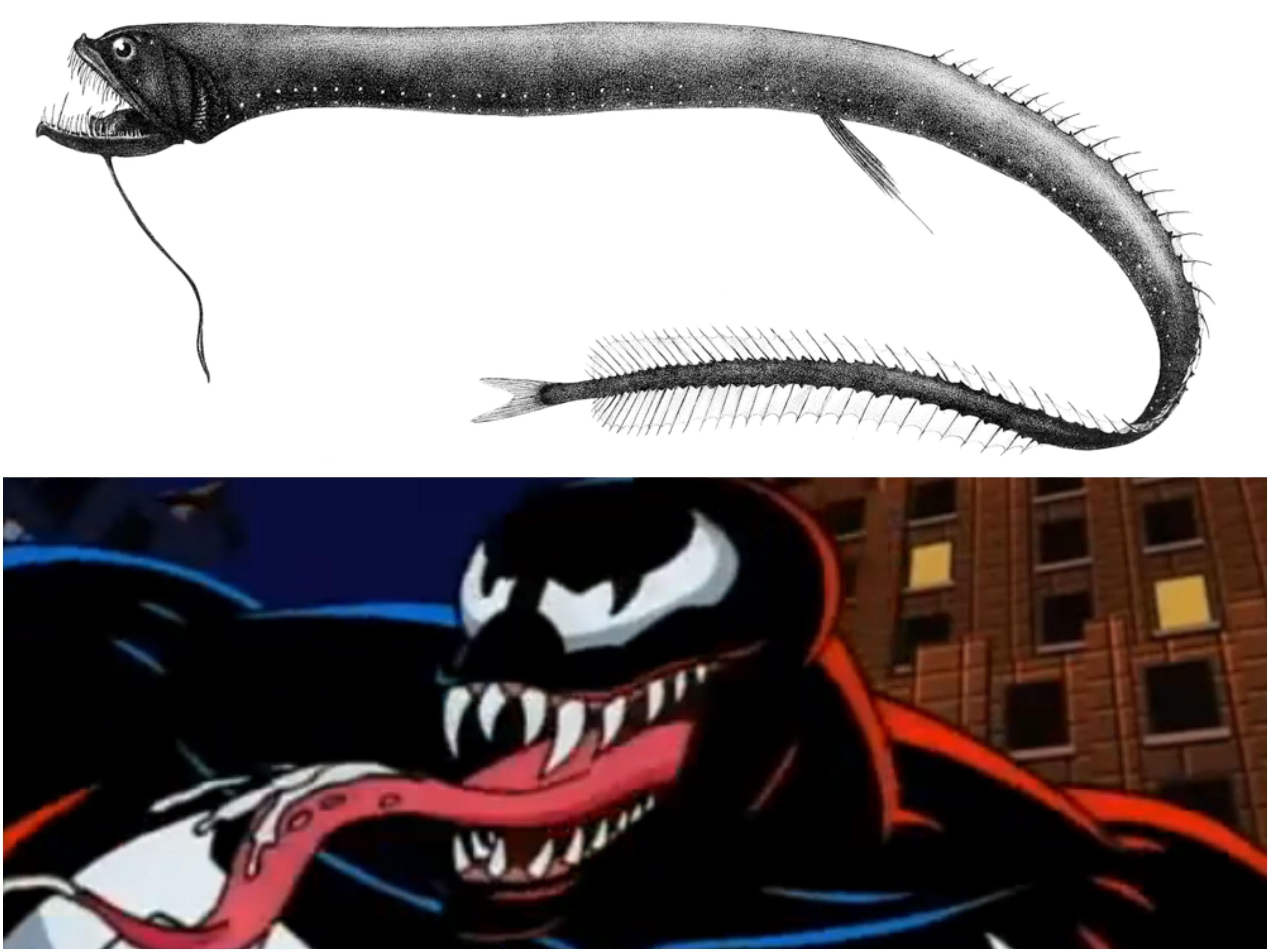 17 Sea Creatures That Totally Look Like Cartoon Characters