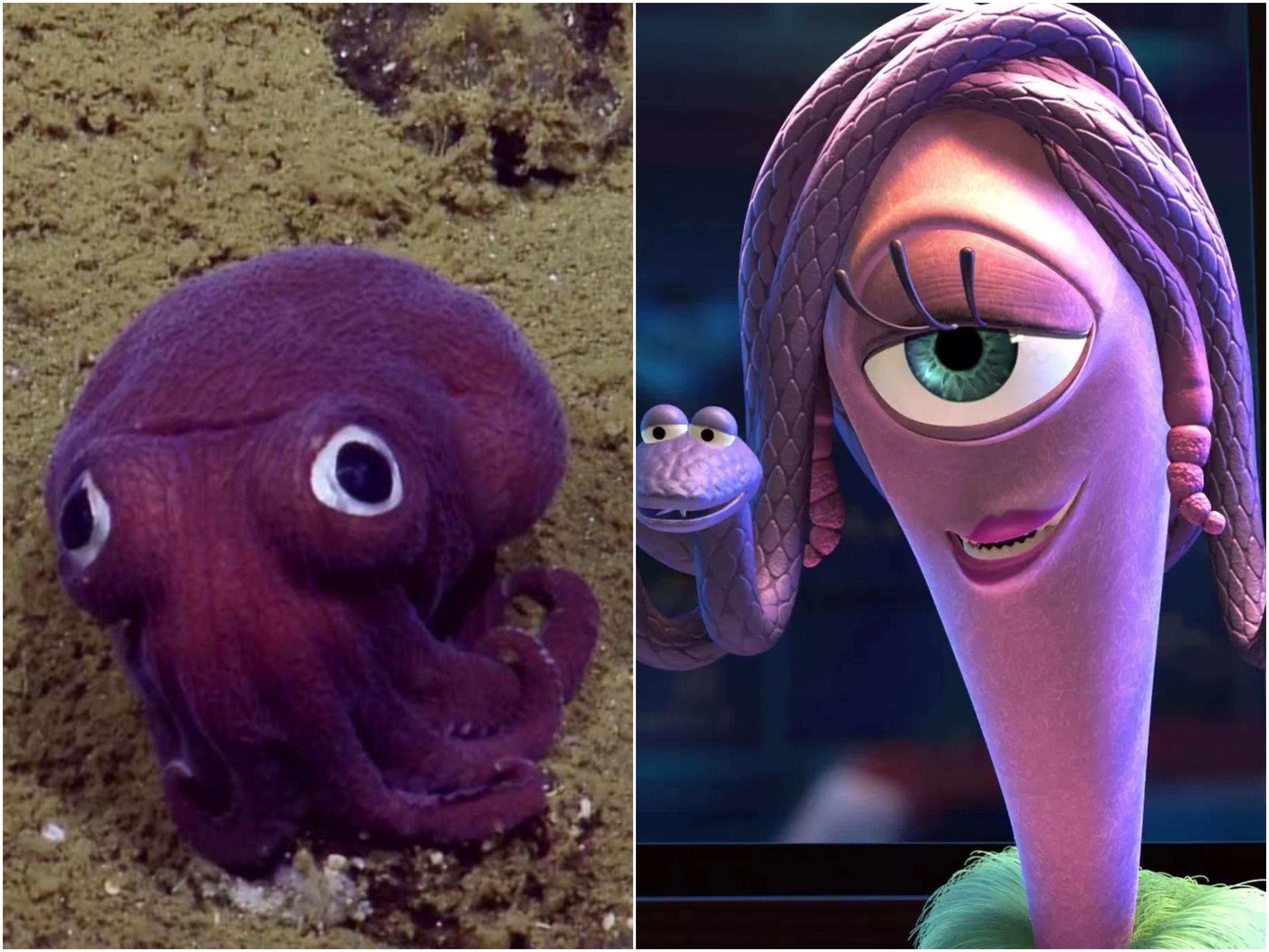 17 Sea Creatures That Totally Look Like Cartoon Characters