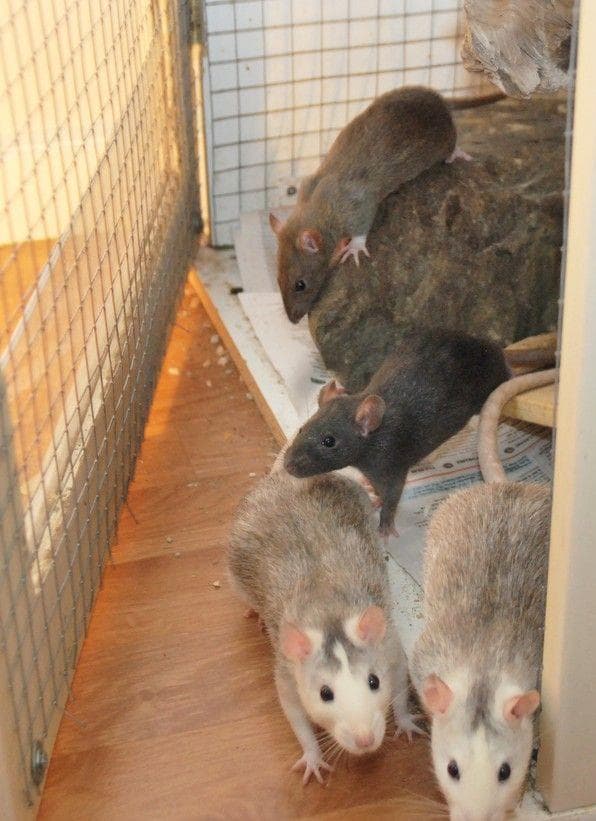 Horrifying Facts About Rats