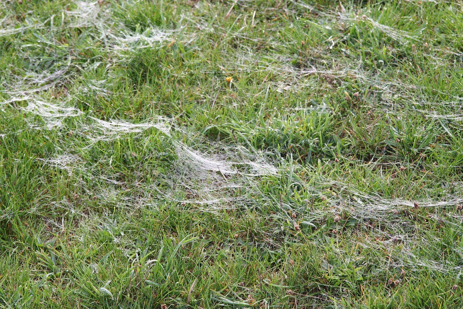 Creepy And Totally Real Pictures Of Spider Frost For Your Inner ...