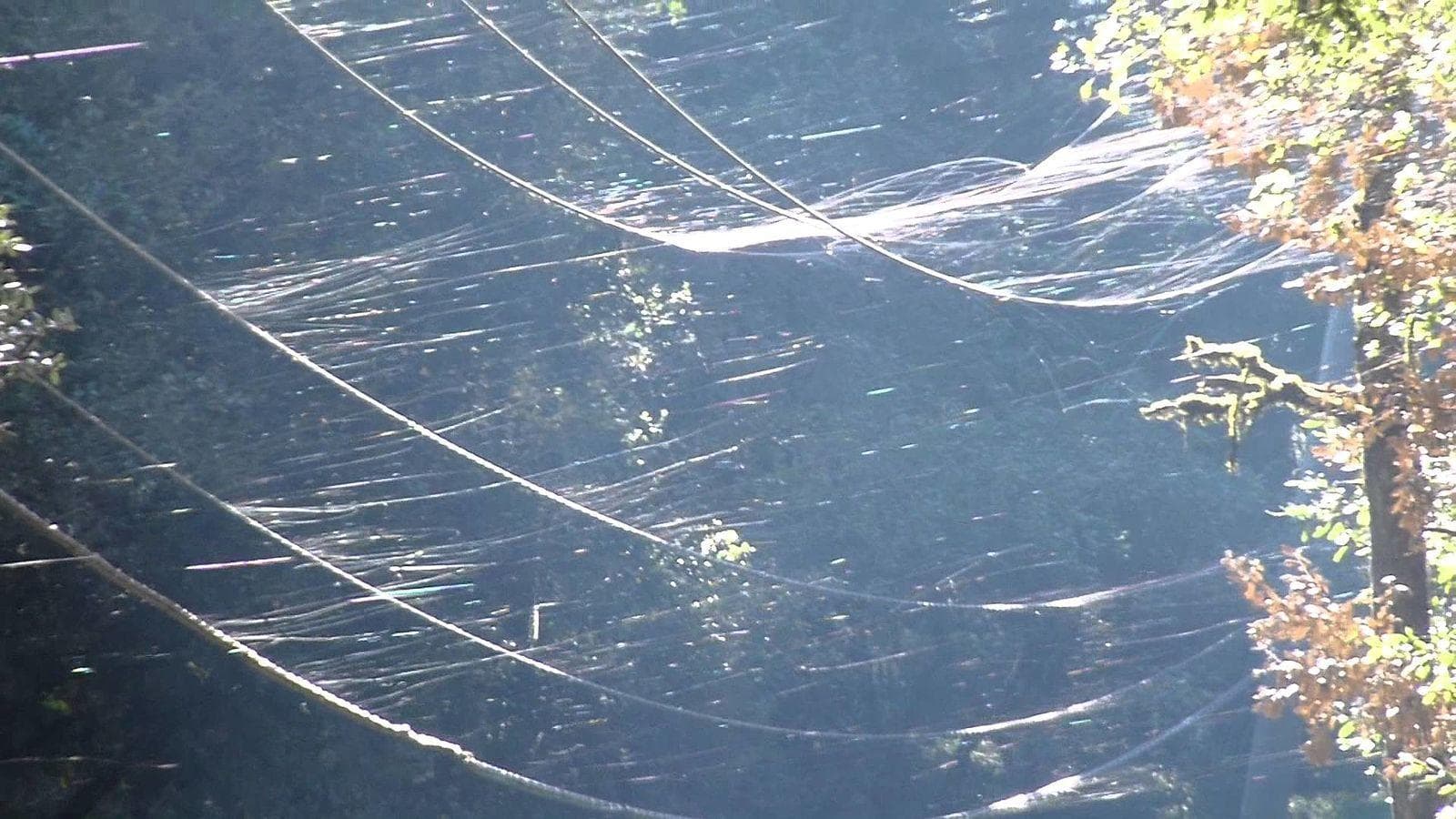 Creepy And Totally Real Pictures Of Spider Frost For Your Inner ...