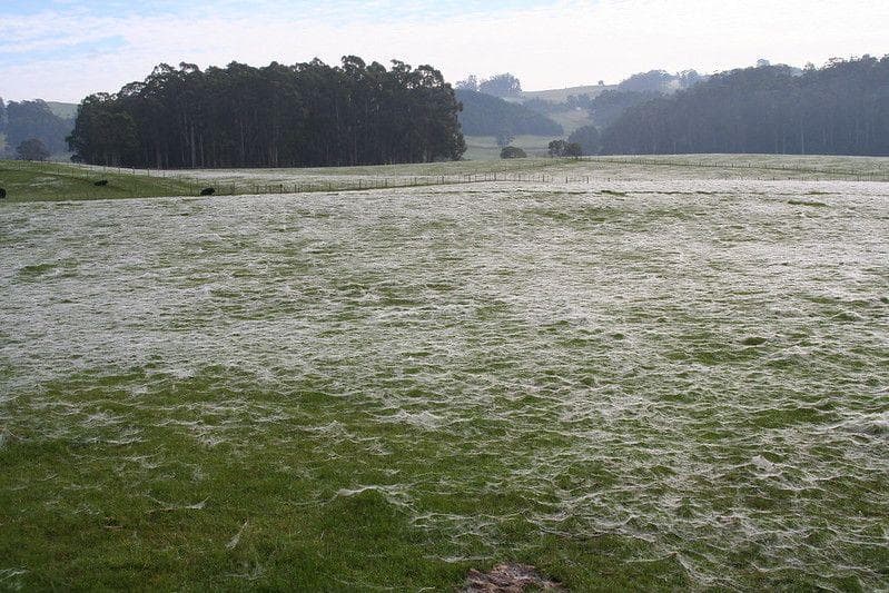 Creepy And Totally Real Pictures Of Spider Frost For Your Inner ...