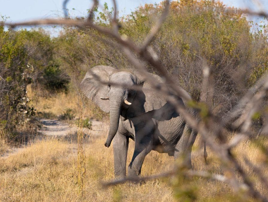 What It's Like to be Killed by an Elephant