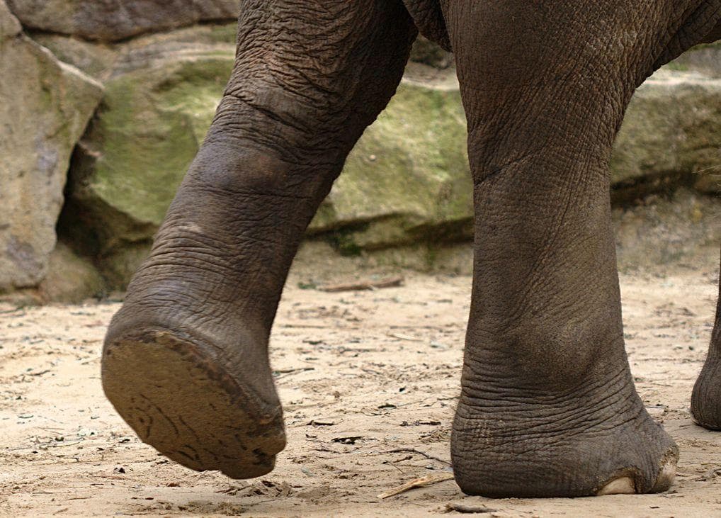 What It's Like to be Killed by an Elephant