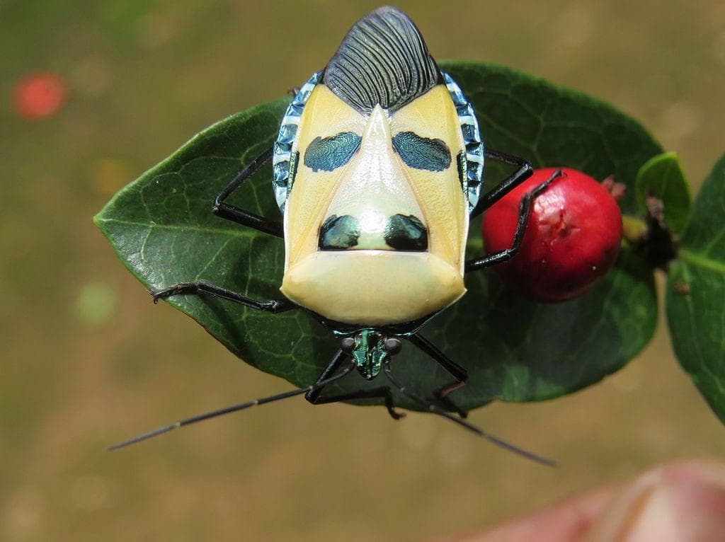 Crazy-Looking Exotic Insects