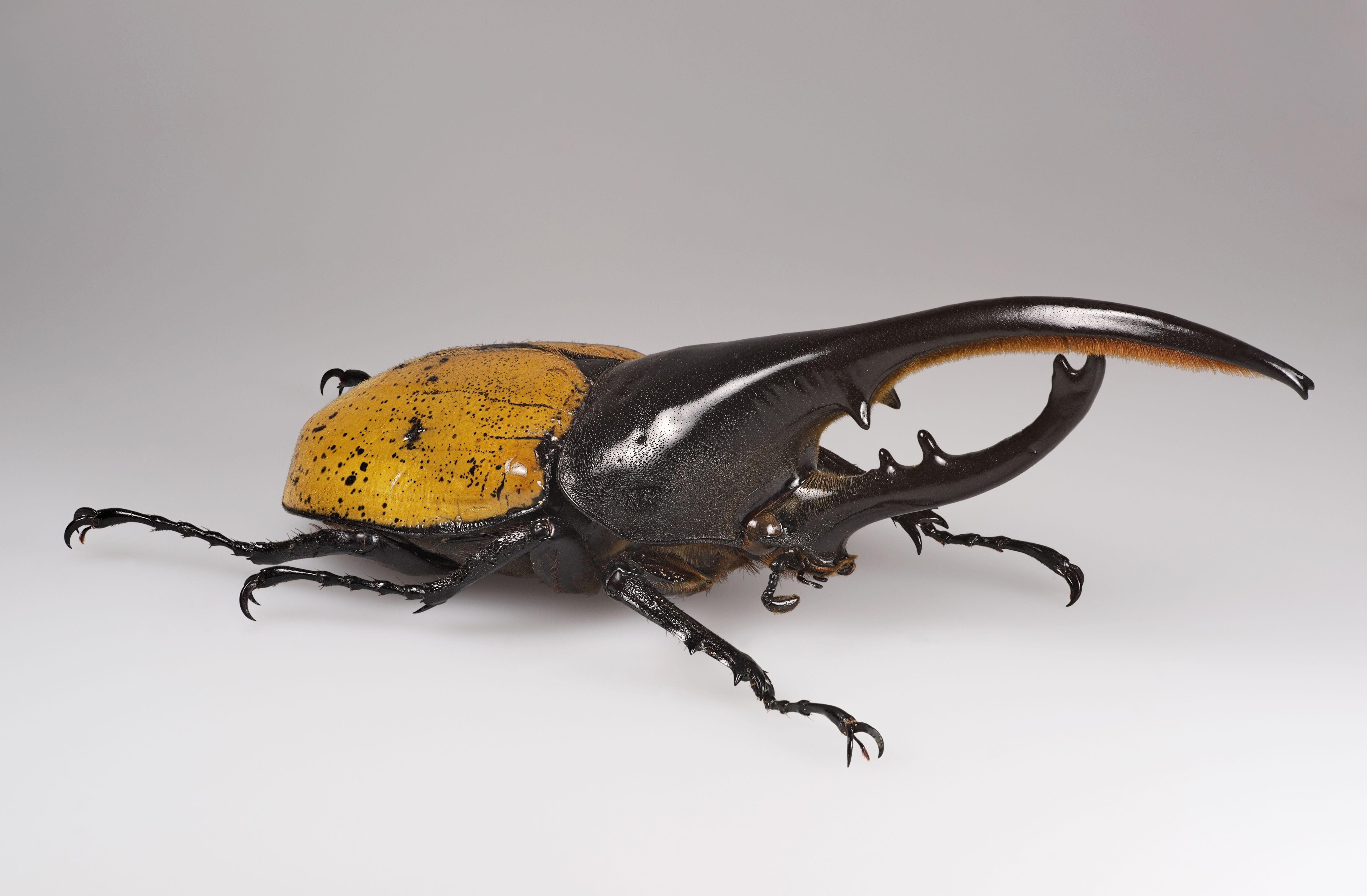 Crazy-Looking Exotic Insects