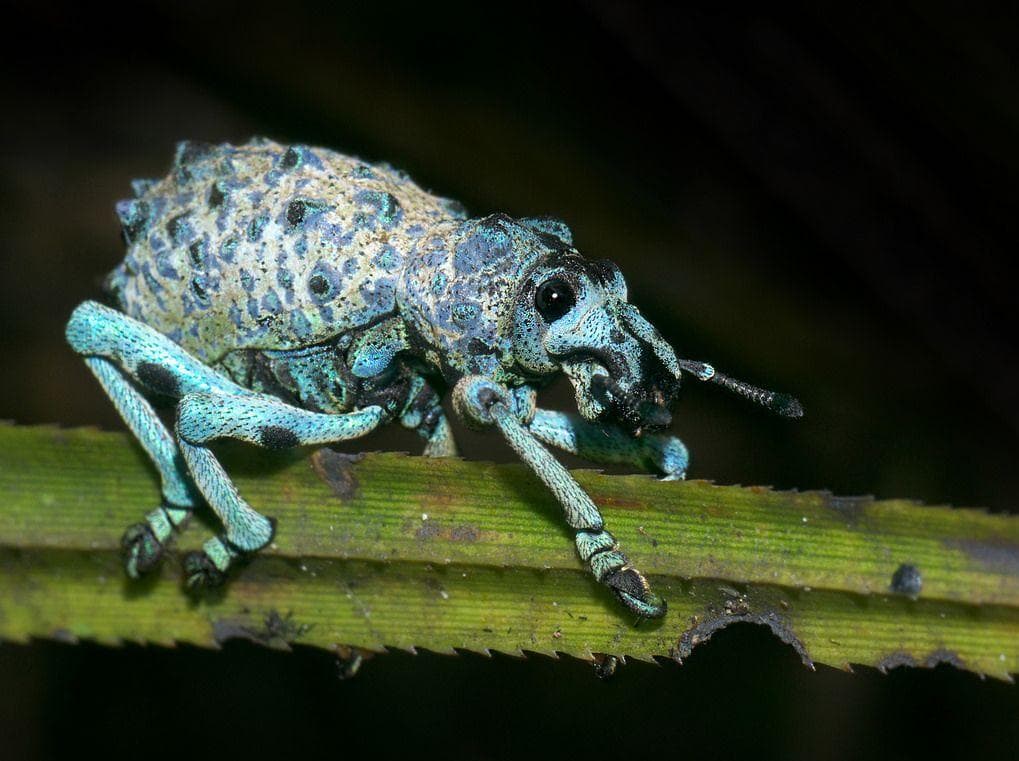 Crazy-Looking Exotic Insects