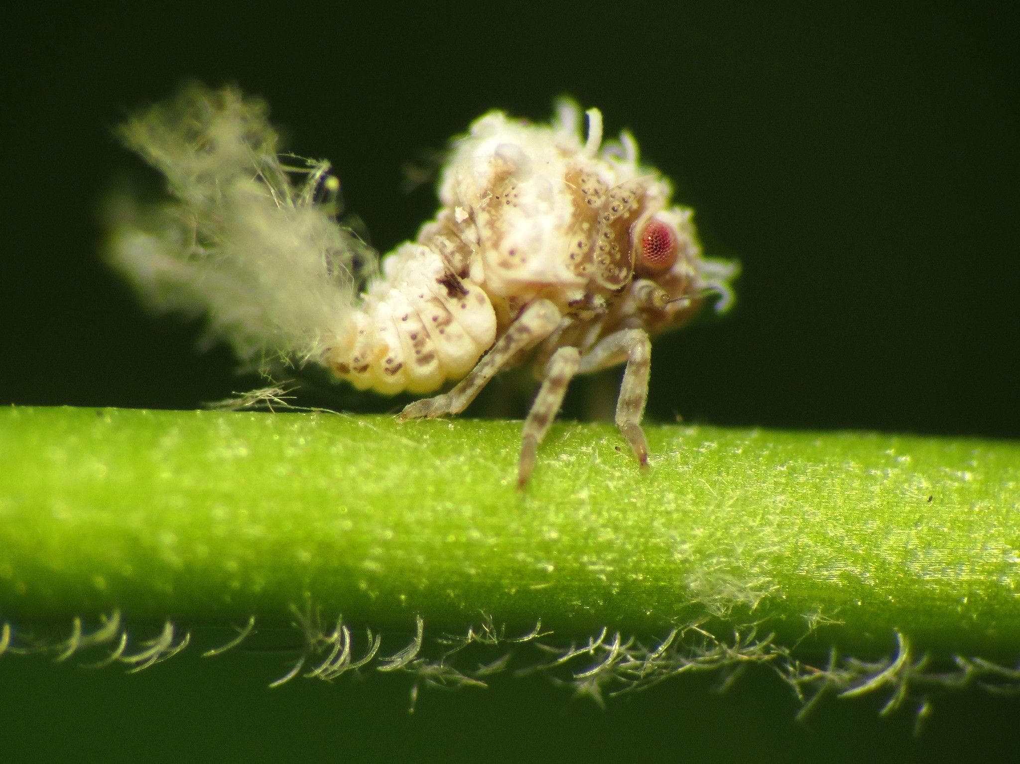 Crazy-Looking Exotic Insects