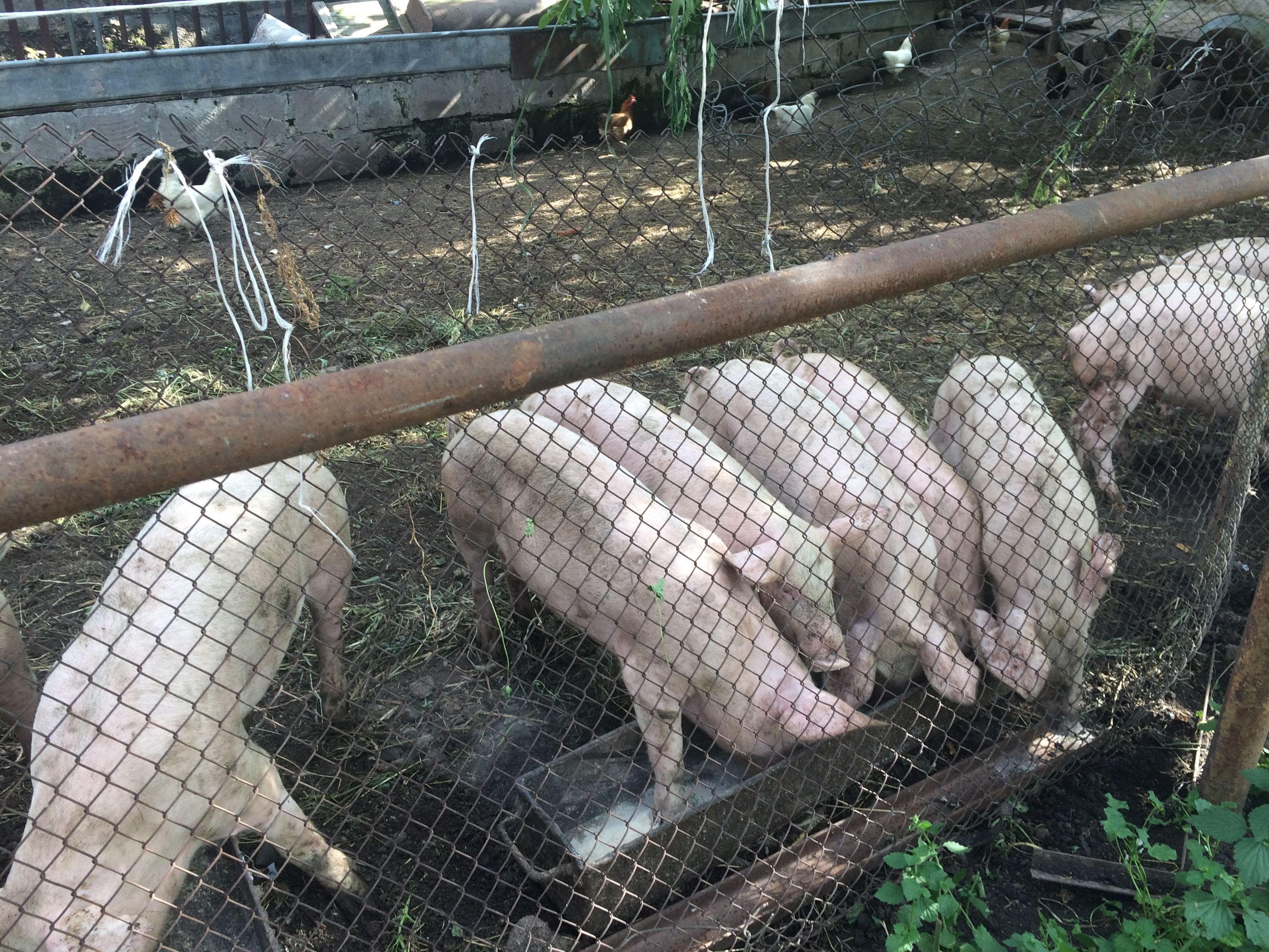 10 Reasons Why Bug Eating Will Inevitably Become A Mainstream Trend