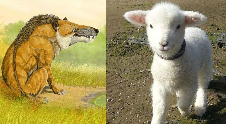 14 Extinct Versions of Cute Animals That Aren't So Cute