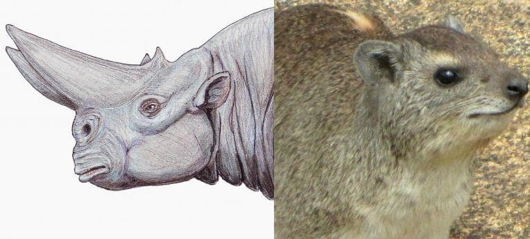 14 Extinct Versions of Cute Animals That Aren't So Cute