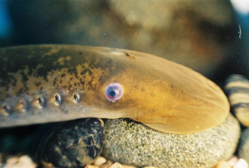 Things You Didn't Know About Sea Lampreys, The Sea's Most Hideous Wormy ...