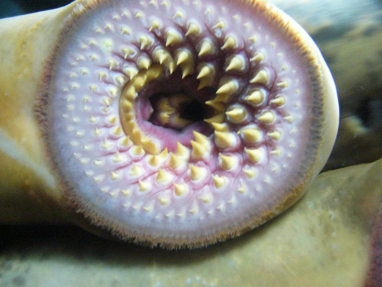 Things You Didn't Know About Sea Lampreys, The Sea's Most Hideous Wormy ...