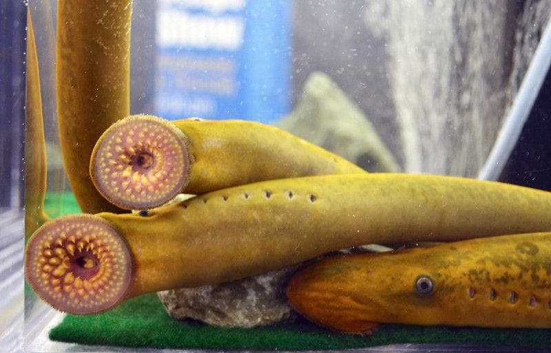 Things You Didn't Know About Sea Lampreys, The Sea's Most Hideous Wormy ...