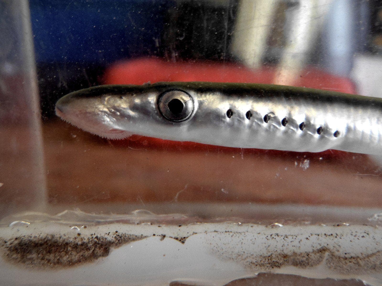 Things You Didn't Know About Sea Lampreys, The Sea's Most Hideous Wormy ...