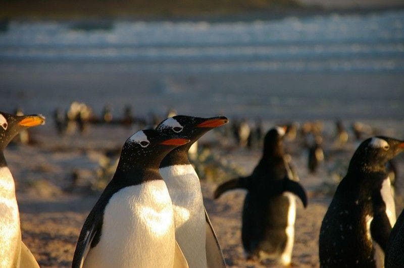 The 14 Cutest Facts About Penguins That Will Make You Love Them More