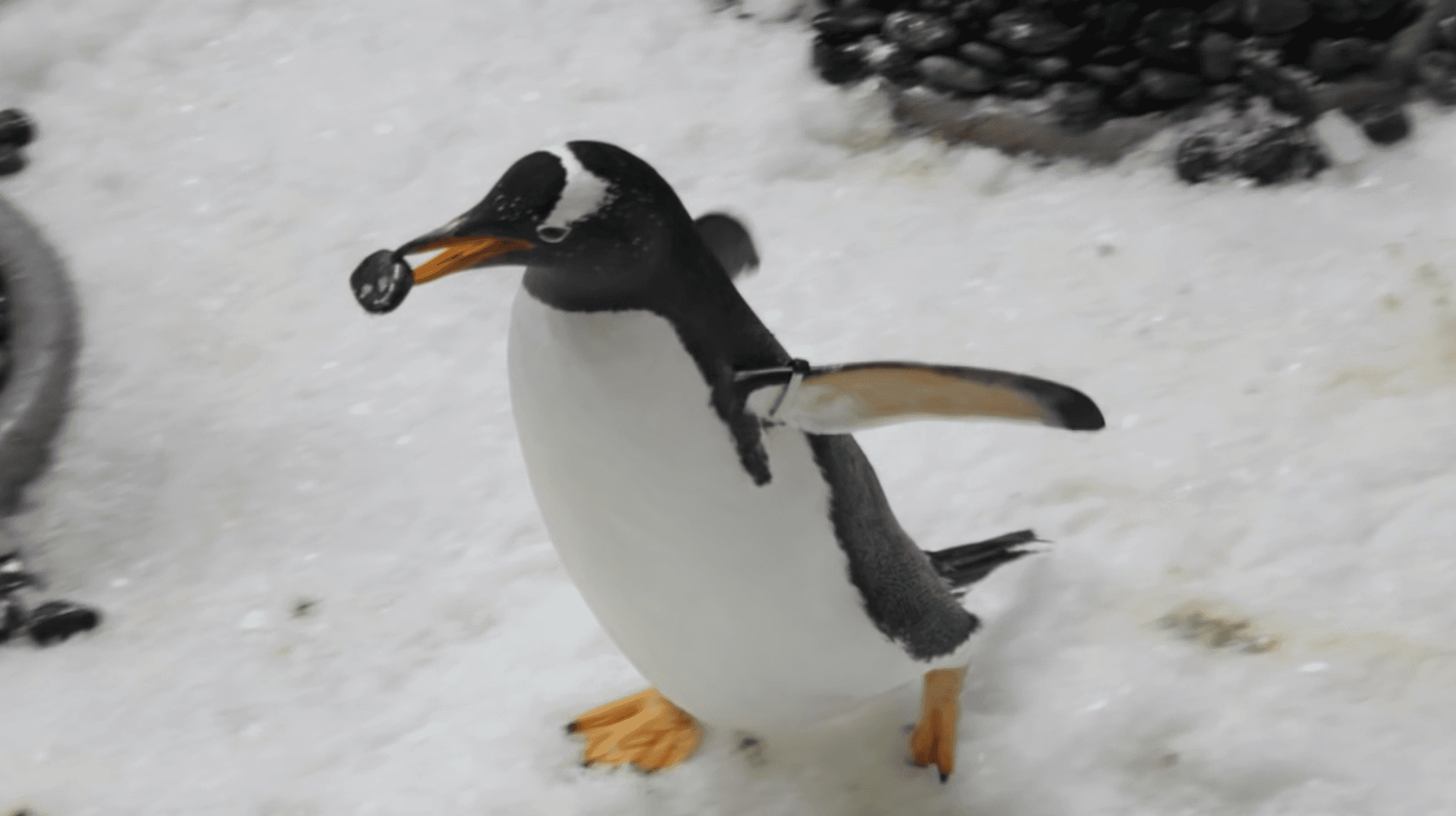 The 14 Cutest Facts About Penguins That Will Make You Love Them More