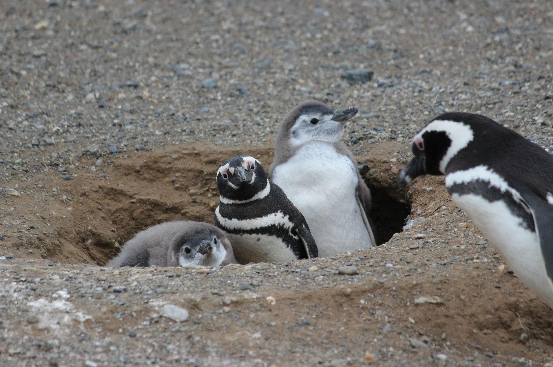 The 14 Cutest Facts About Penguins That Will Make You Love Them More