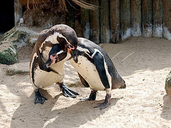 The 14 Cutest Facts About Penguins That Will Make You Love Them More