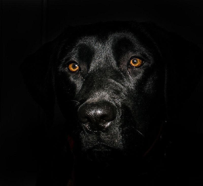 15 Paranormal Harbingers Of Doom Seen Before Tragic Events