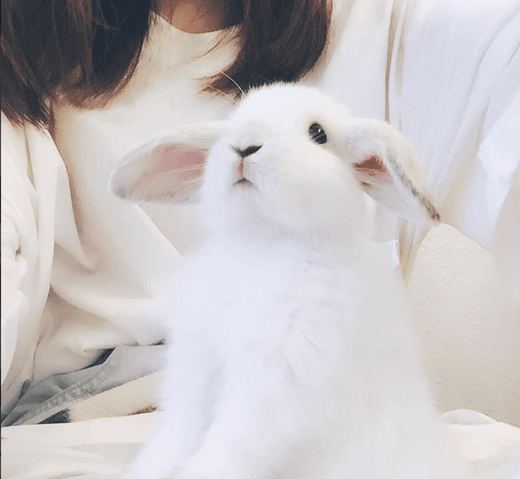 Weird Japanese Themed Cafes