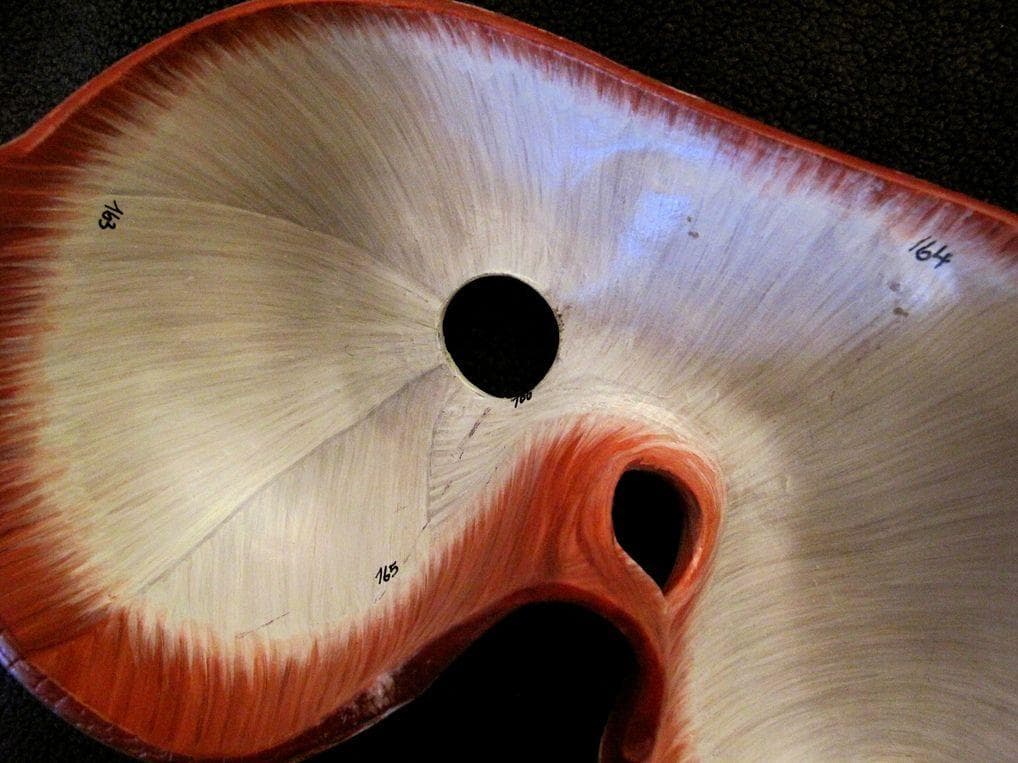 How Fast (In Miles Per Hour) Your Basic Bodily Functions Move