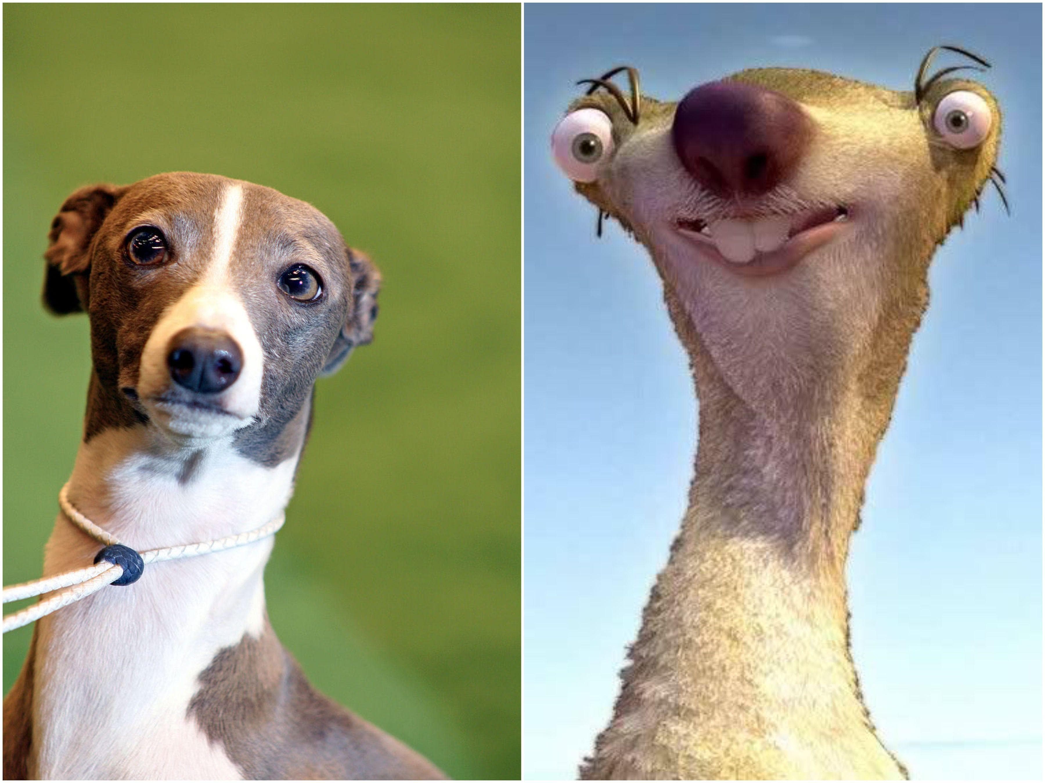 16 Real Animals That Look Like Fictional Characters