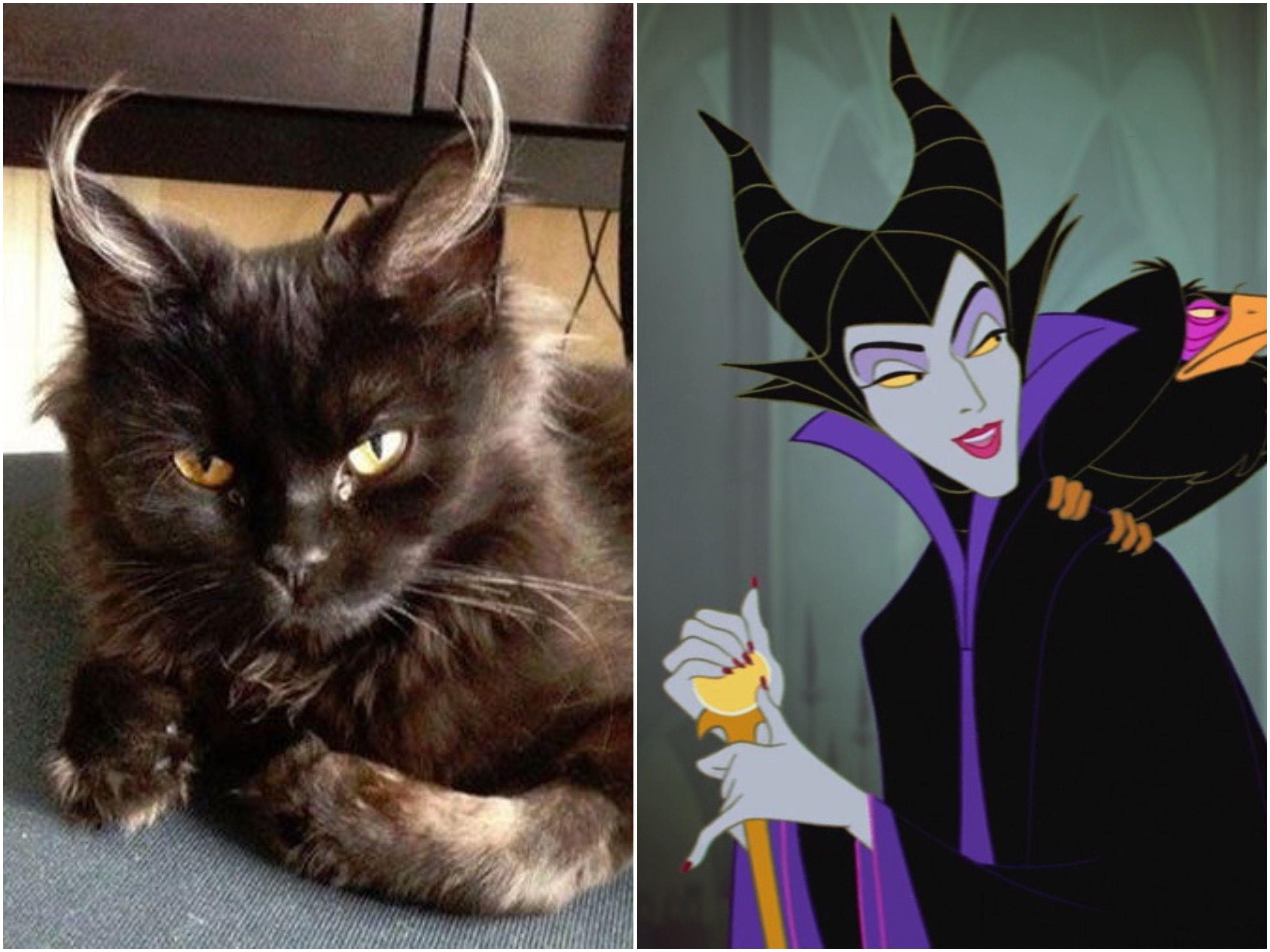 16 Real Animals That Look Like Fictional Characters