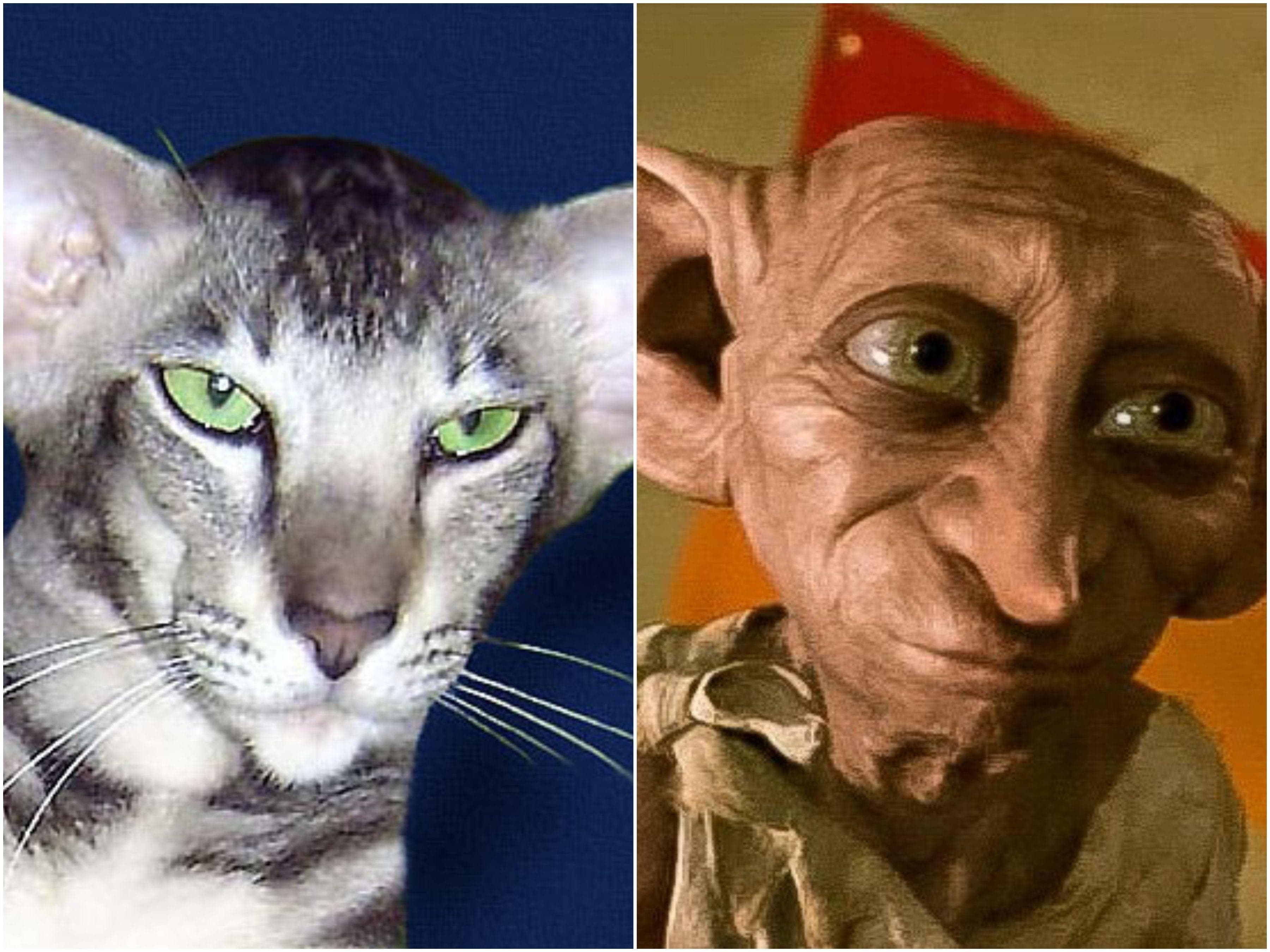 16 Real Animals That Look Like Fictional Characters