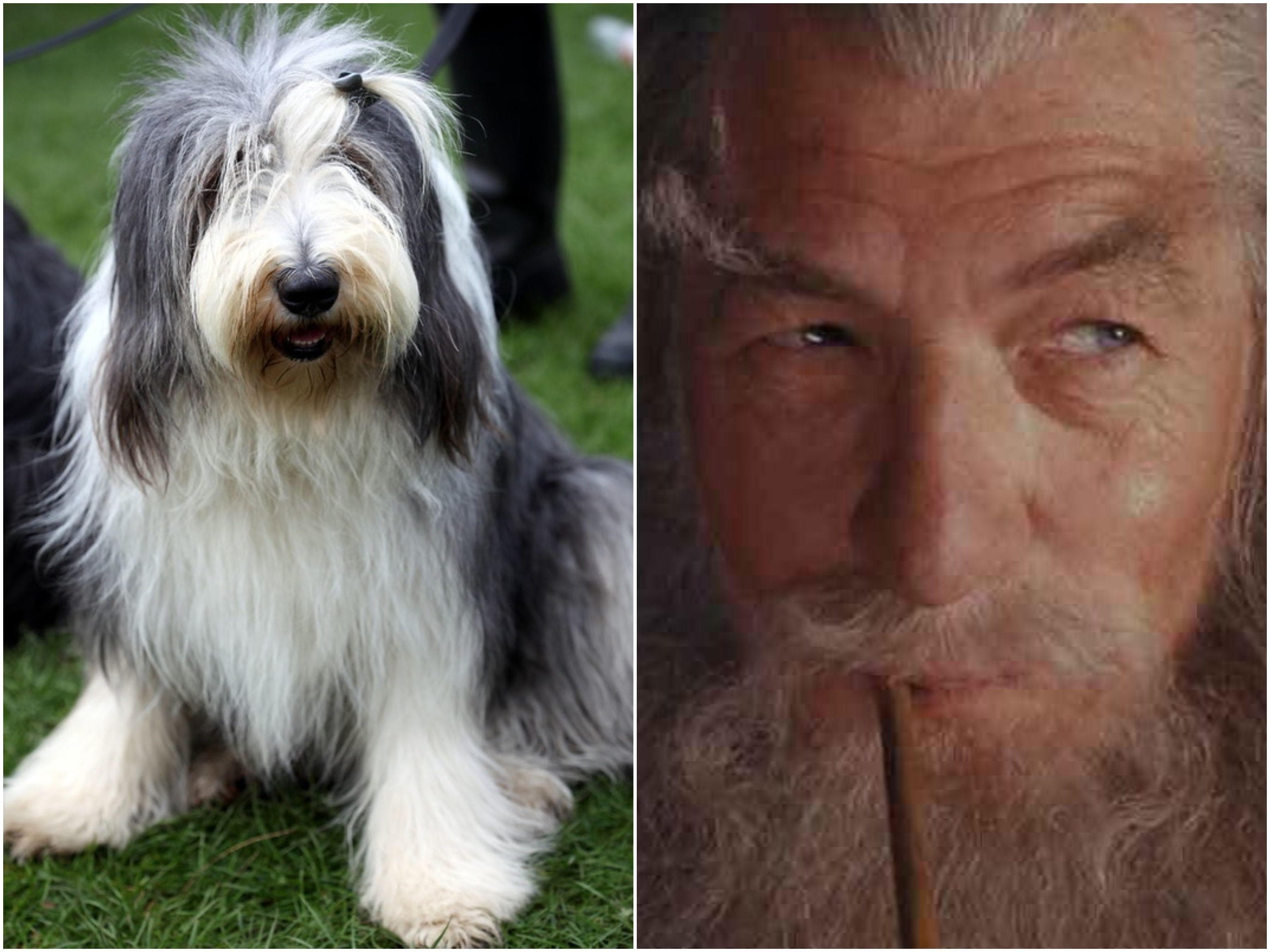 16 Real Animals That Look Like Fictional Characters