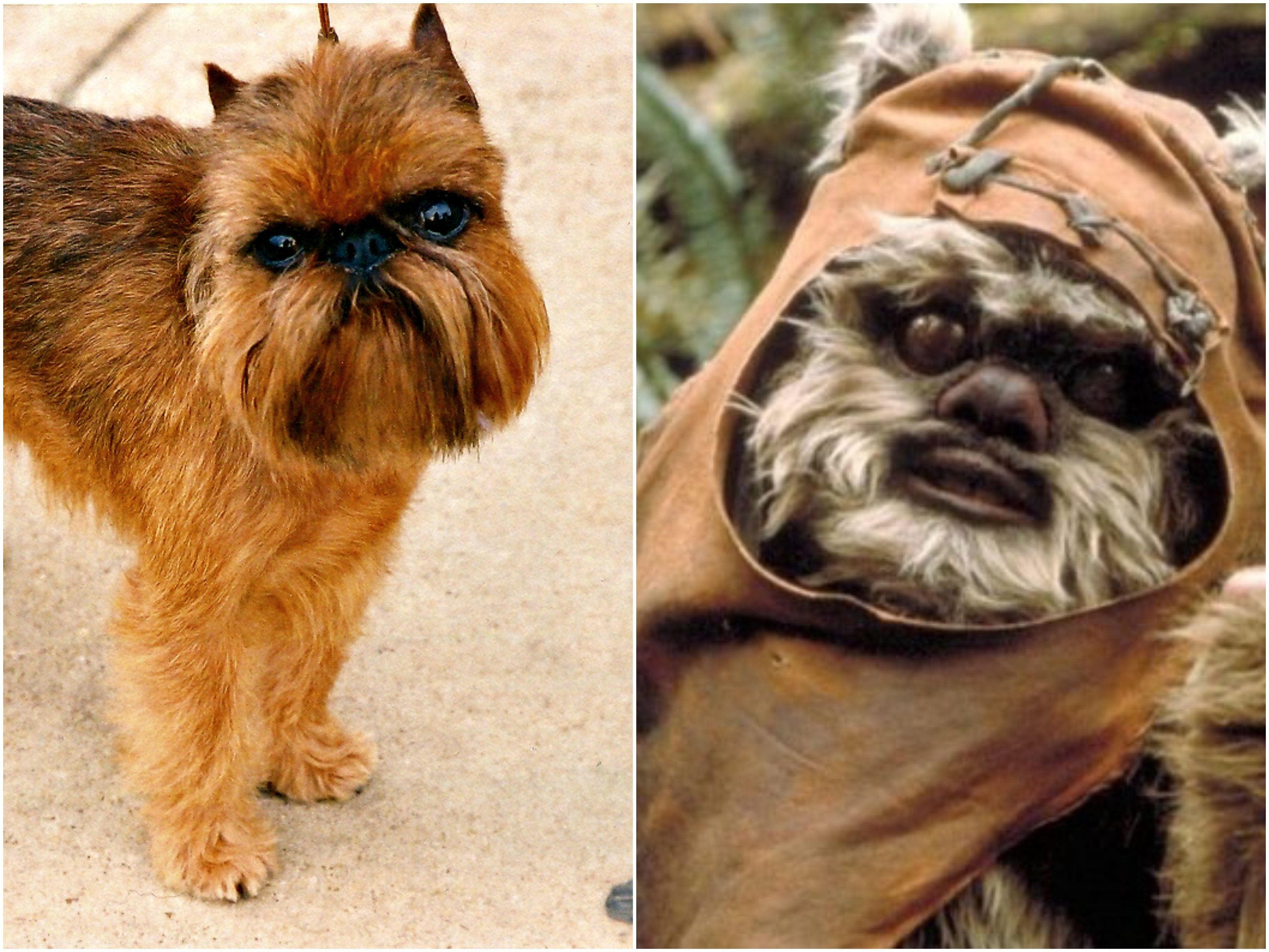 16 Real Animals That Look Like Fictional Characters