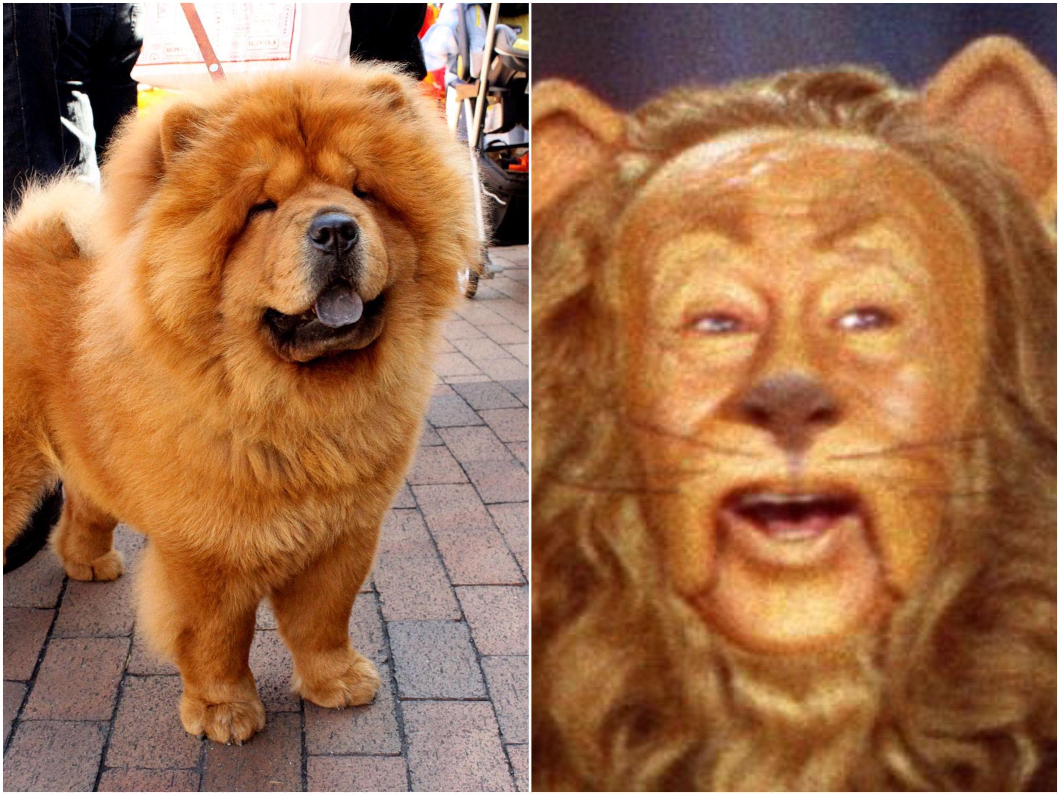 16 Real Animals That Look Like Fictional Characters