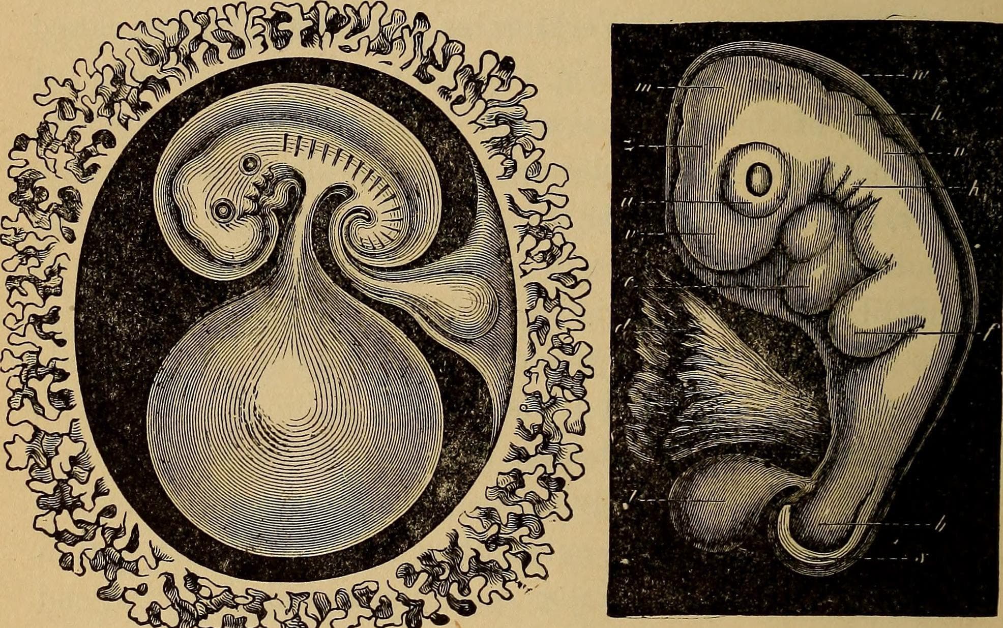 10 Characteristics You Never Realized Humans Inherited From Fish