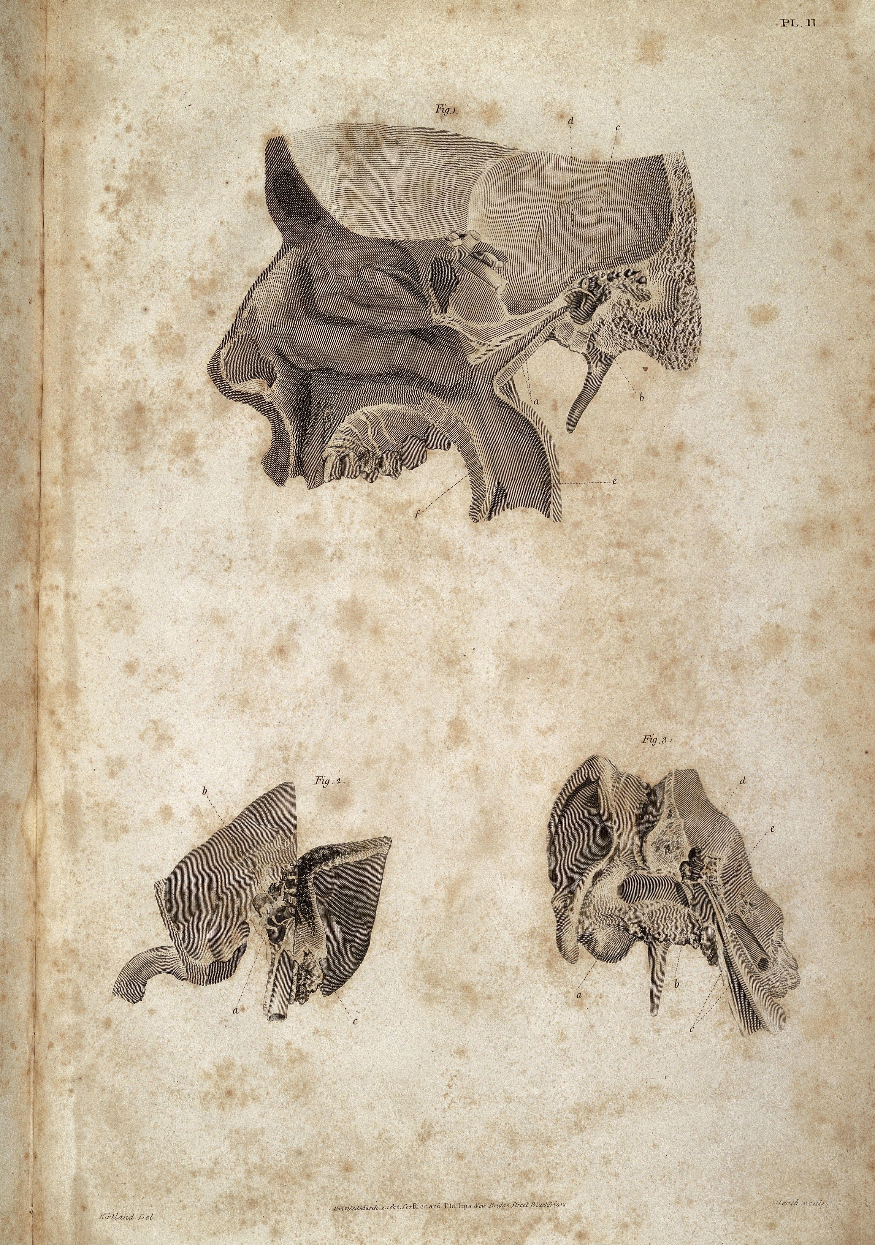 10 Characteristics You Never Realized Humans Inherited From Fish