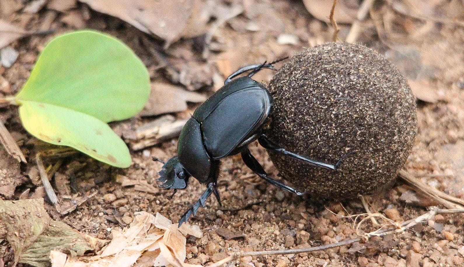 12 Animals and Insects That Use Poop In Fascinating Ways