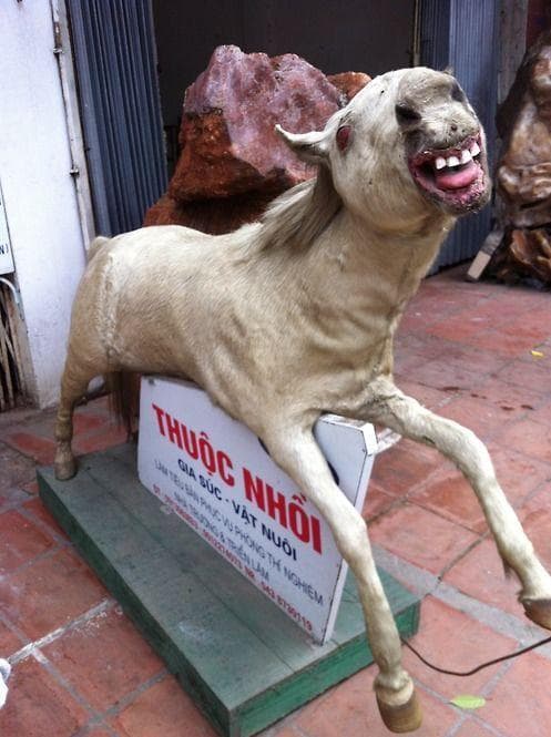 23 Horrifying Pieces Of Taxidermy That Shouldn't Exist (Photos)