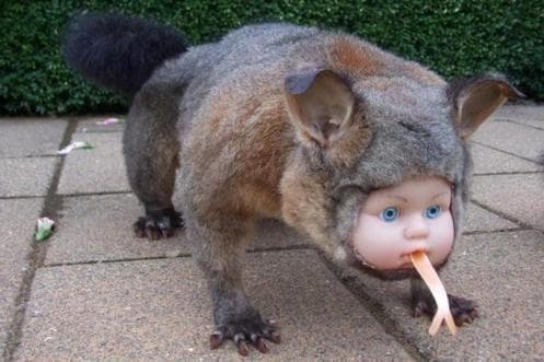 23 Horrifying Pieces Of Taxidermy That Shouldn't Exist (Photos)