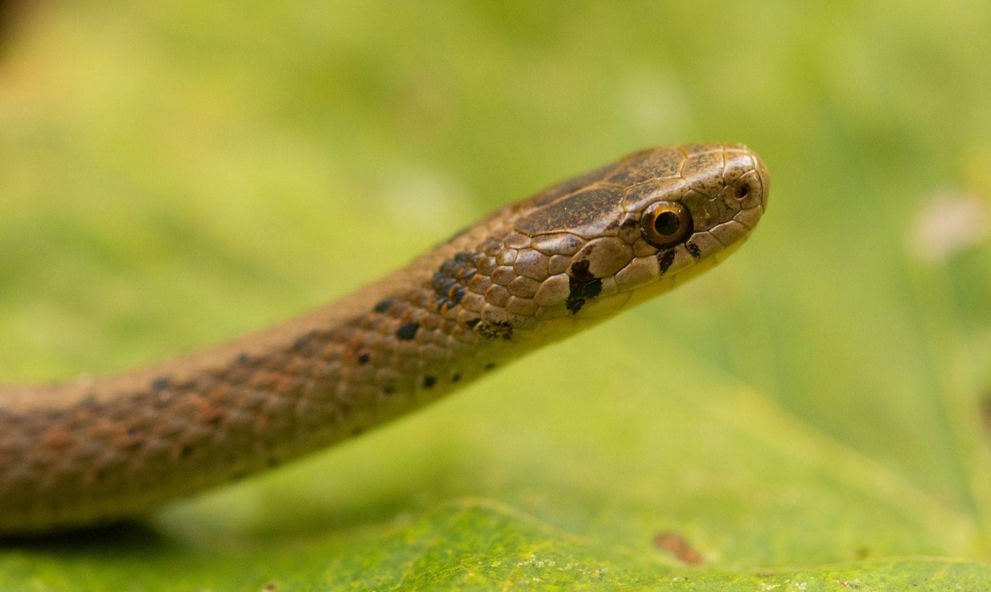People Describe What It Feels Like To Be Bitten By A Venomous Snake