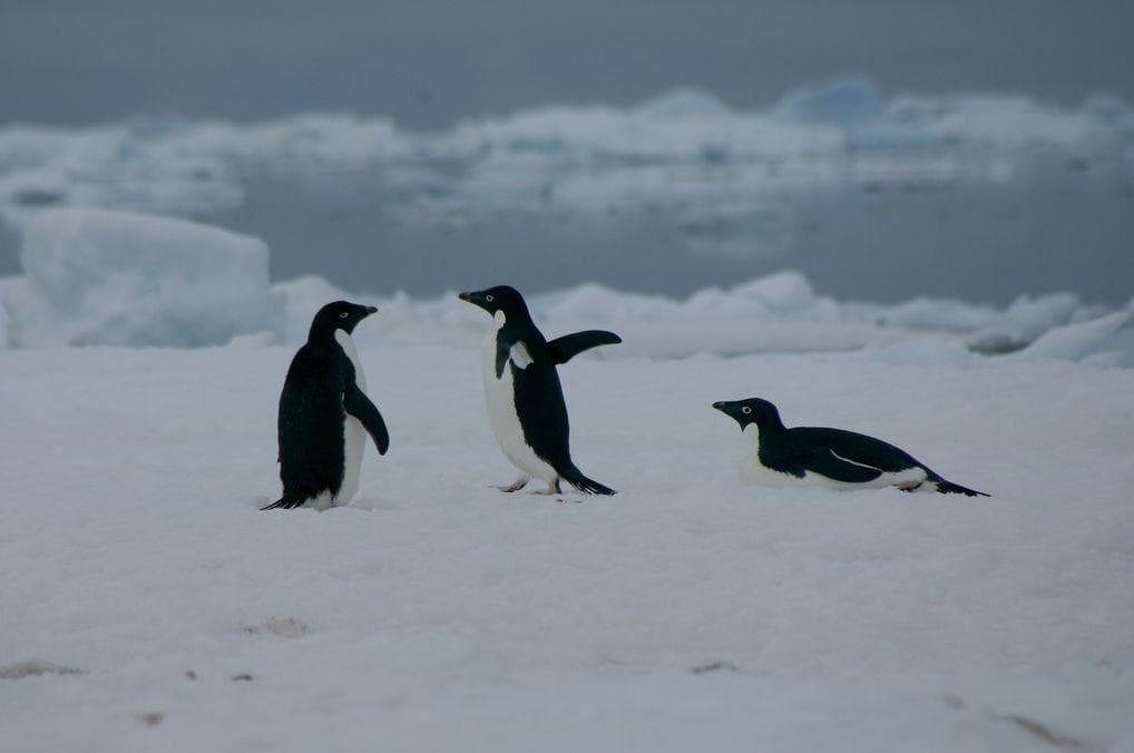 10 Terrifying Facts You Can't Unlearn About Penguin Sex