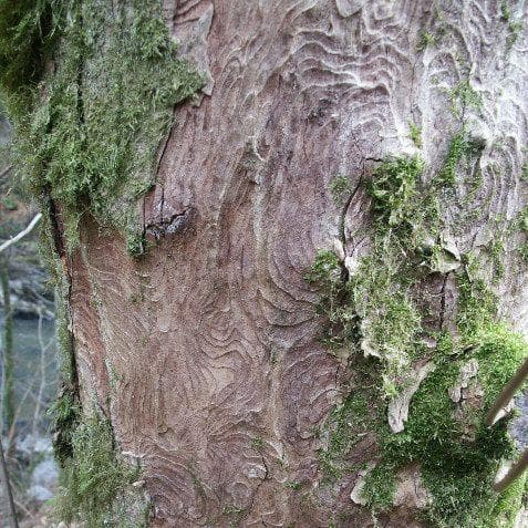 12 Gruesome Facts About Sokushinbutsu, Or Self-Mummification