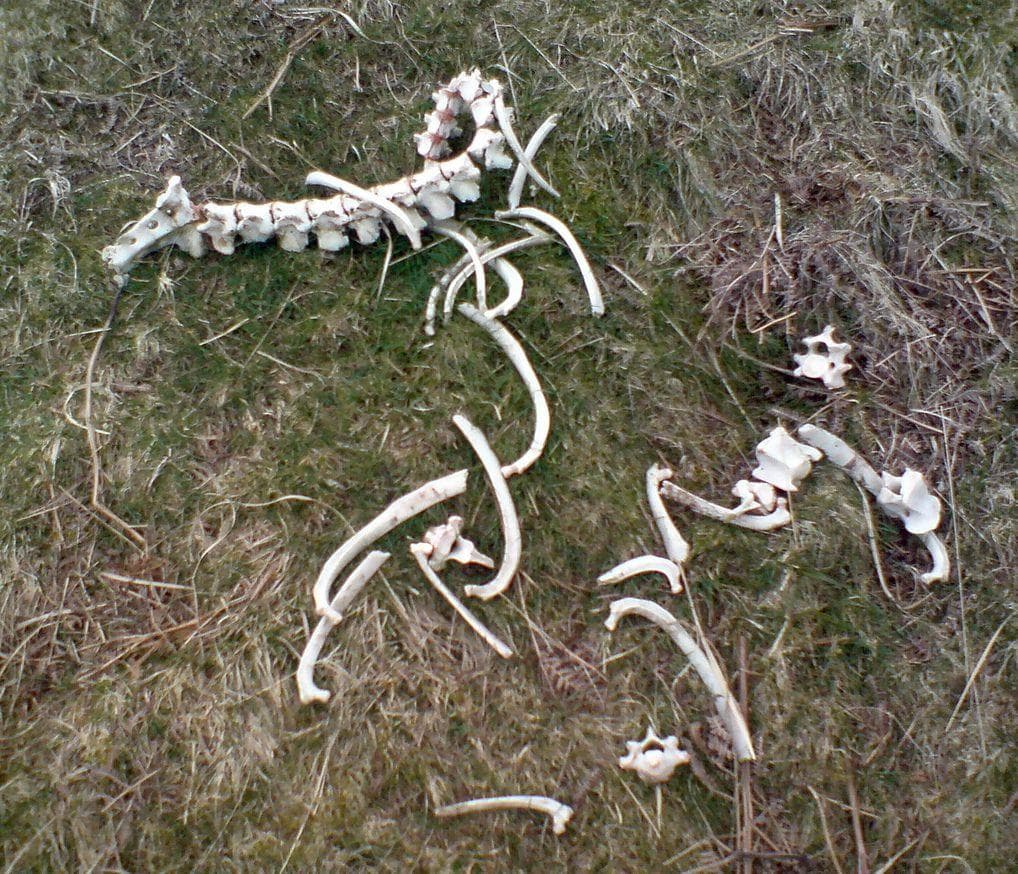 12 Gruesome Facts About Sokushinbutsu, Or Self-Mummification