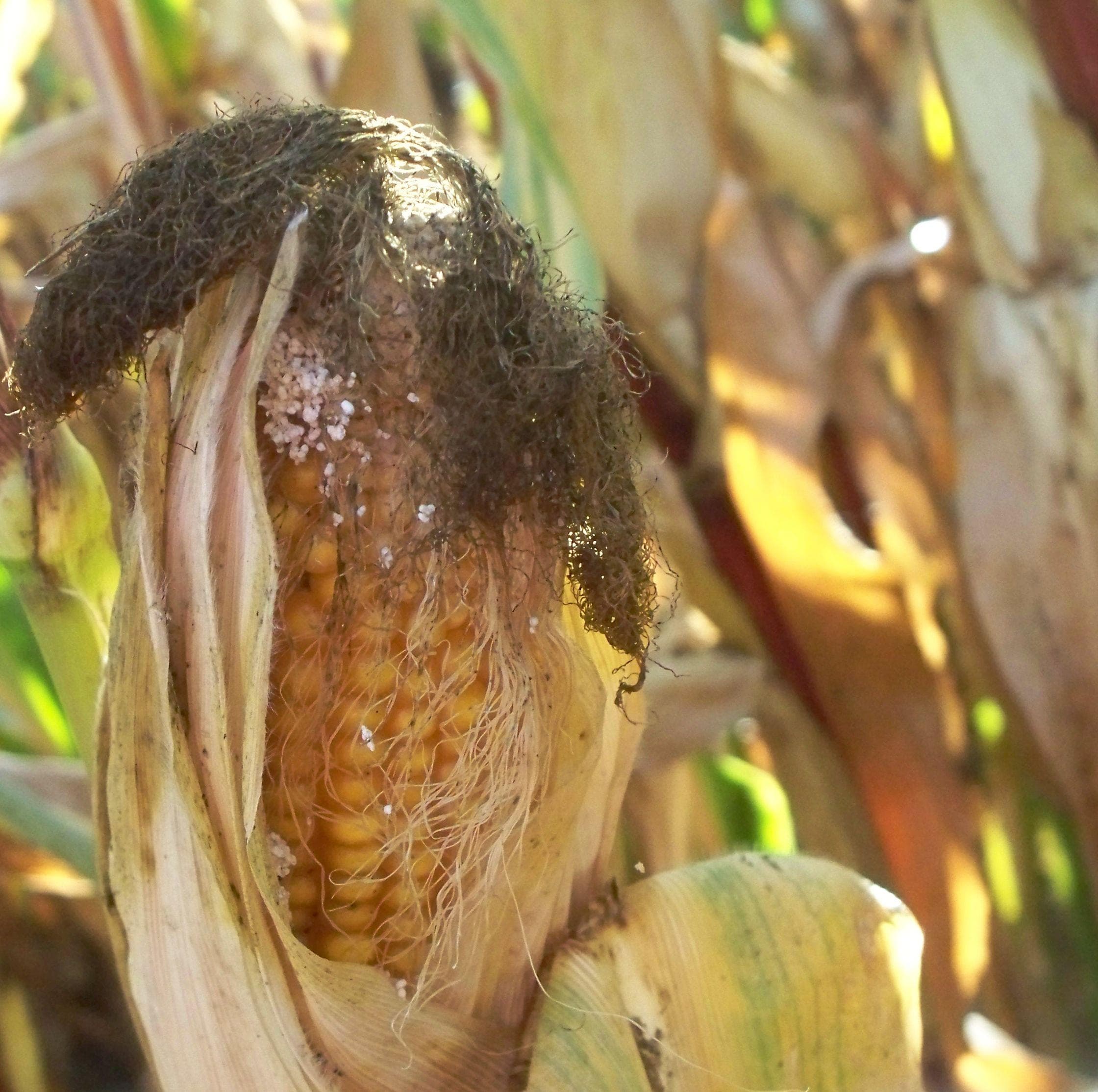 10 Gross Things People Used to Wipe Before Toilet Paper