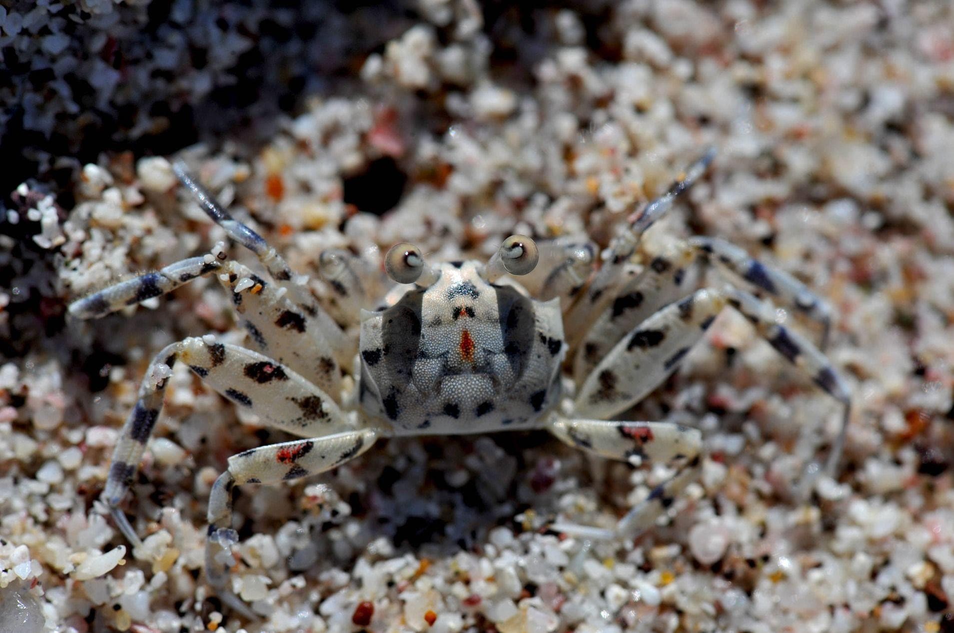 The 18 Most Uncanny Mimic Abilities In All Of Nature