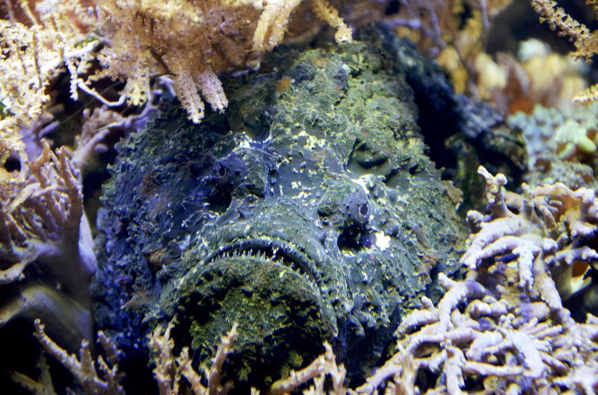 The 18 Most Uncanny Mimic Abilities In All Of Nature