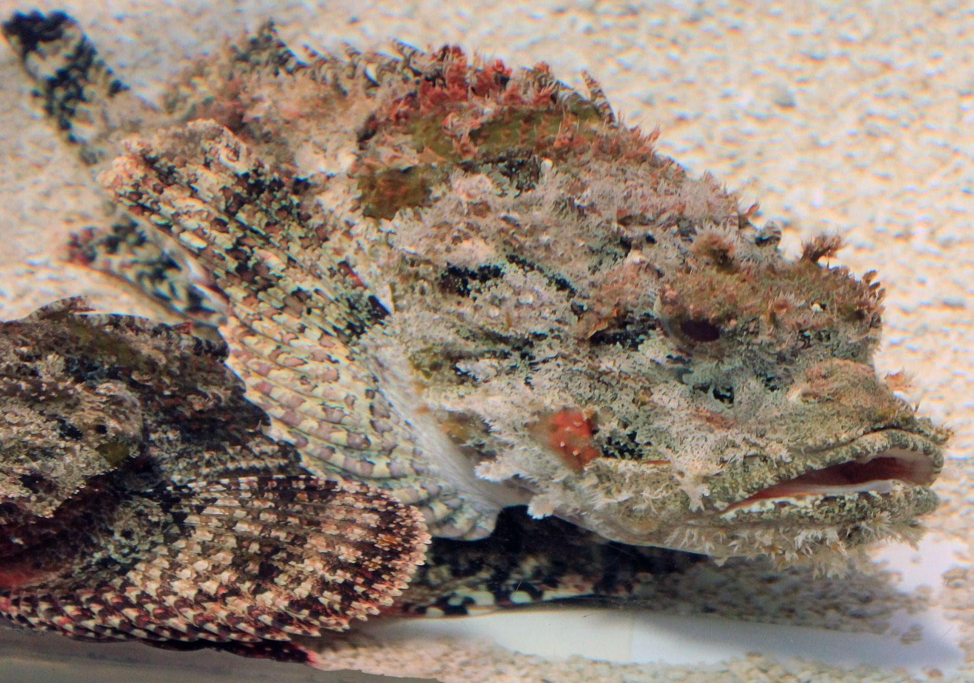 The 18 Most Uncanny Mimic Abilities In All Of Nature