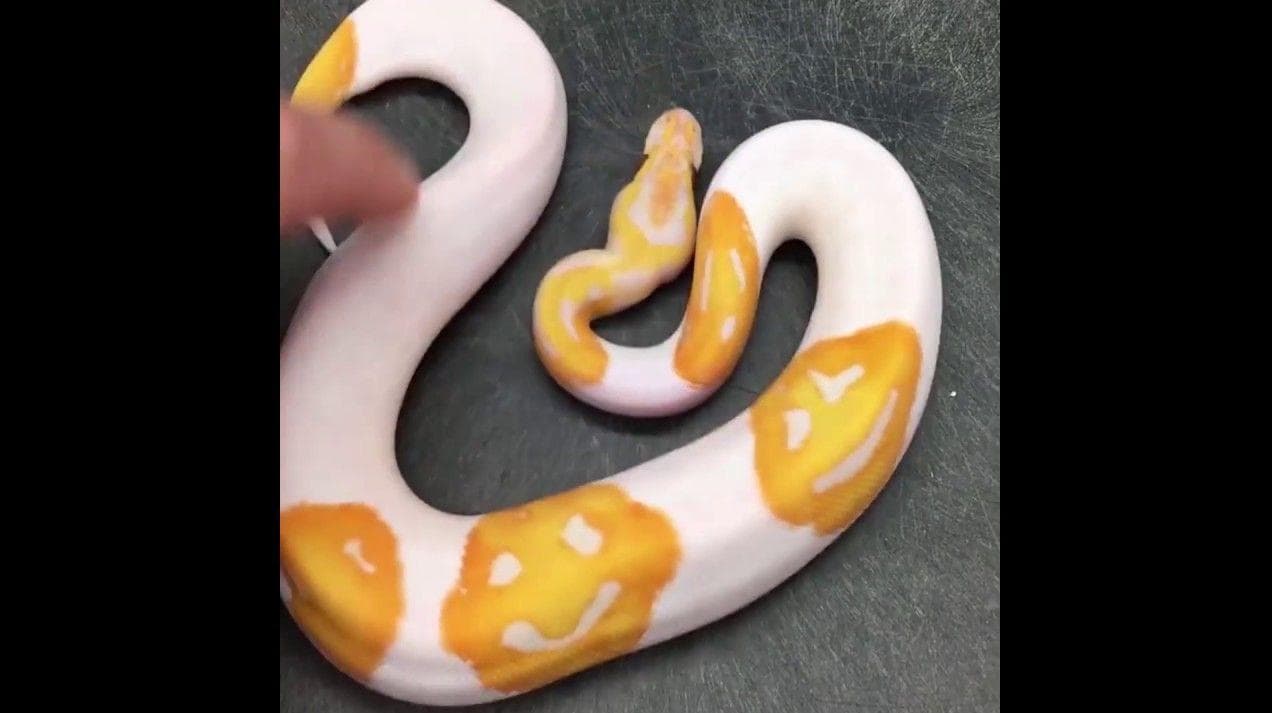 A Python Owner Just Bred an Emoji Ball Python and It's Amazing