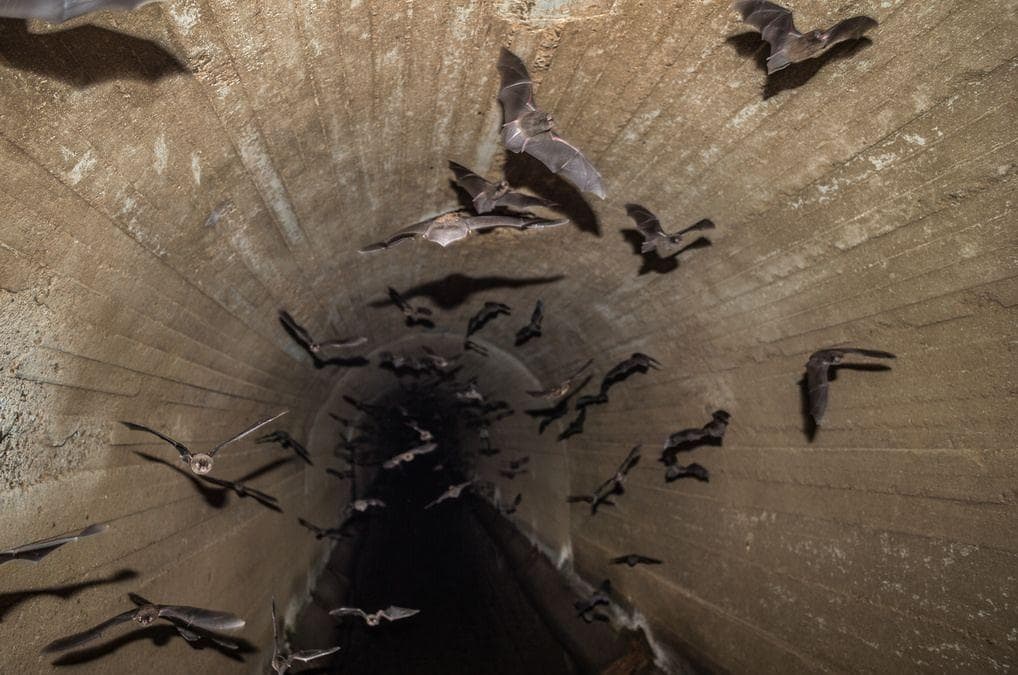 17 Reasons Why Bats Are Totally Badass