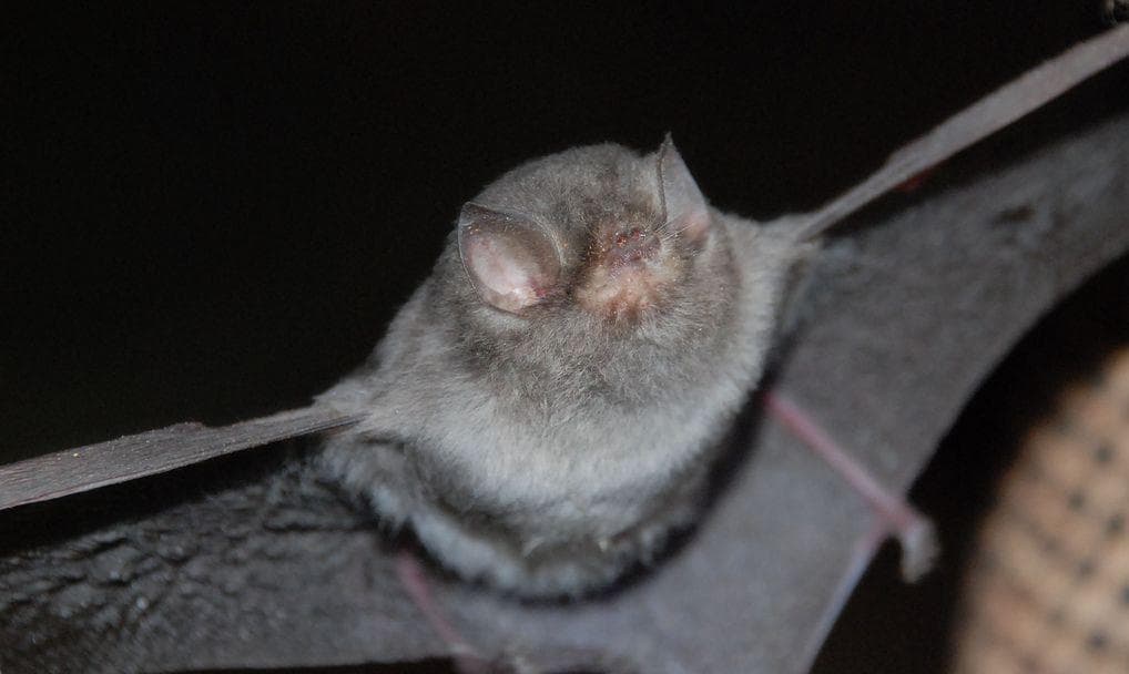 17 Reasons Why Bats Are Totally Badass